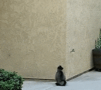 Climbed GIFs - Get the best gif on GIFER