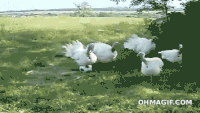 Hog GIFs - Get the best gif on GIFER