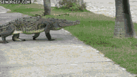 Crocodile GIFs - Get the best gif on GIFER