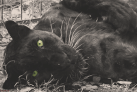 Prowling GIFs - Get the best gif on GIFER