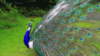 Birds GIFs - Get the best gif on GIFER