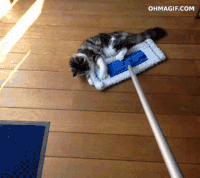 Mixed GIFs - Get the best gif on GIFER