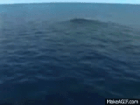 Submarine GIFs - Get the best gif on GIFER