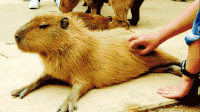 Capybara GIFs - Get the best gif on GIFER