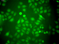 Cells GIFs - Get the best gif on GIFER