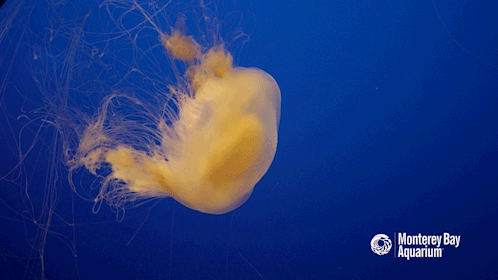 Stung GIFs - Get the best gif on GIFER