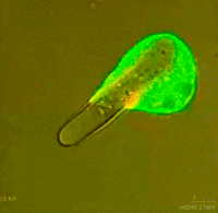 Amoebas GIFs - Get the best gif on GIFER