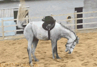Equestrian GIFs - Get the best gif on GIFER