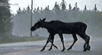Moose GIFs - Get the best gif on GIFER