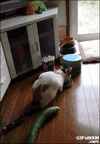 Pickle GIFs - Get the best gif on GIFER