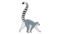 Lemur GIFs - Get the best gif on GIFER