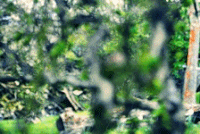 Lichen GIFs - Get the best gif on GIFER