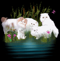 Persian GIFs - Get the best gif on GIFER