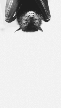 Monstro GIFs - Get the best gif on GIFER