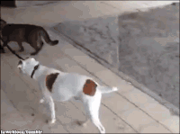 Possession GIFs - Get the best gif on GIFER