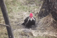 Woodpecker GIFs - Get the best gif on GIFER