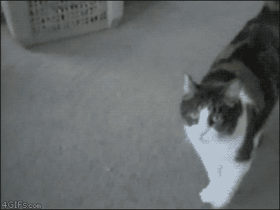 Territorial GIFs - Get the best gif on GIFER