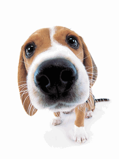 Animalitos GIFs - Get the best gif on GIFER