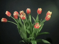 Tulip GIFs - Get the best gif on GIFER