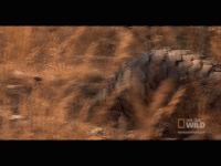 Pangolin GIFs - Get the best gif on GIFER