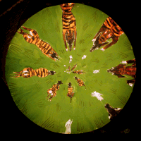 Phenakistoscope GIFs - Get the best gif on GIFER