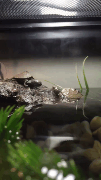 Noggin GIFs - Get the best gif on GIFER