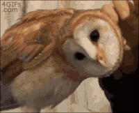 Twisting GIFs - Obtenez le meilleur gif sur GIFER