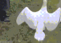 Payback GIFs - Get the best gif on GIFER