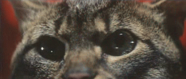 Commendation GIFs - Get the best gif on GIFER