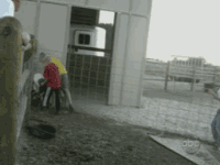 Ram GIFs - Get the best gif on GIFER