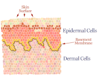 Piel GIFs - Get the best gif on GIFER