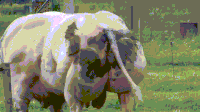 Bull GIFs - Get the best gif on GIFER