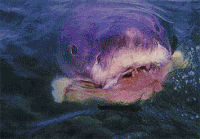 Jaws GIFs - Get the best gif on GIFER
