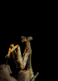 Mantis GIFs - Get the best gif on GIFER