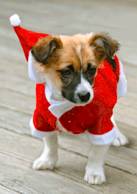 Perrito GIF - Conseguir el mejor gif en GIFER