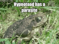 Hypnotoad GIFs - Get the best gif on GIFER