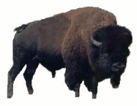 Buffalo GIFs - Get the best gif on GIFER