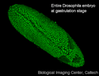 Microscopy GIFs - Get the best gif on GIFER
