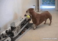 Catching GIFs - Get the best gif on GIFER