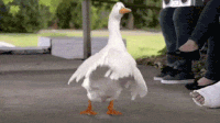 Goose GIFs - Get the best gif on GIFER