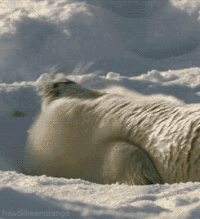 Seal GIFs - Get the best gif on GIFER