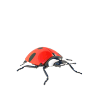 Ladybug GIFs - Get the best gif on GIFER