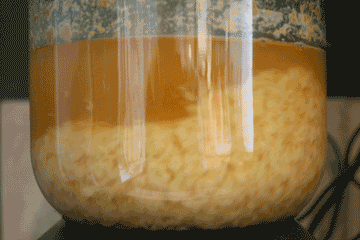 Yeast GIFs - Get the best gif on GIFER