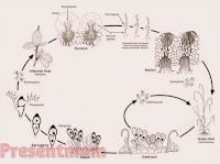 Botany GIFs - Get the best gif on GIFER