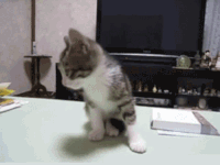Atencion GIFs - Get the best gif on GIFER
