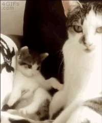 Mimic GIFs - Get the best gif on GIFER