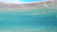 Hawaii GIFs - Get the best gif on GIFER