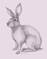 Hare GIFs - Get the best gif on GIFER