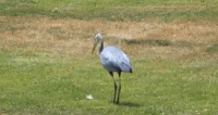 Herons GIFs - Get the best gif on GIFER