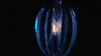 Deep sea dive GIFs - Get the best gif on GIFER
